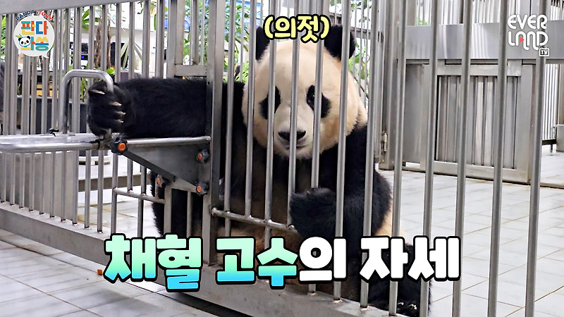 판다와쏭 푸바오 채혈하고 쪼꼬파이 받았어요 