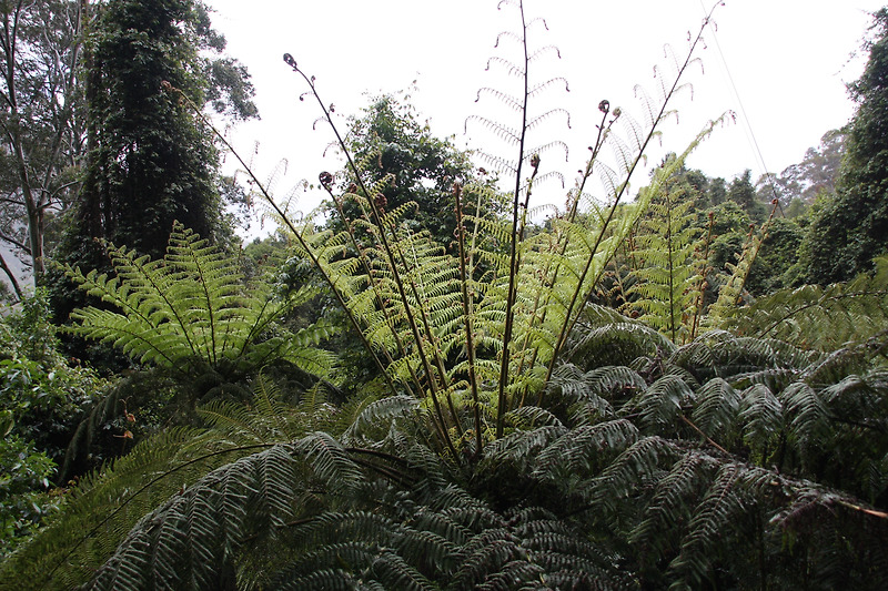 Alsophila cunninghamii (20121119)