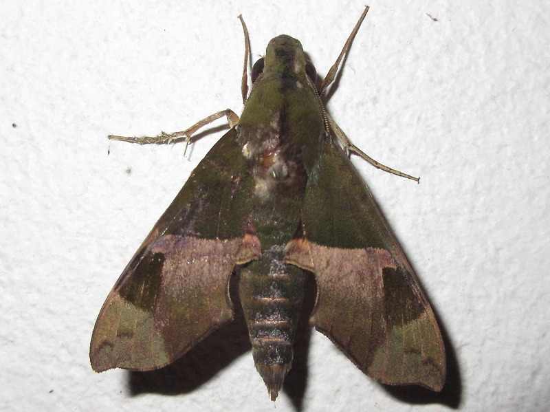 Angonyx testacea (Sphingidae 박각시과)