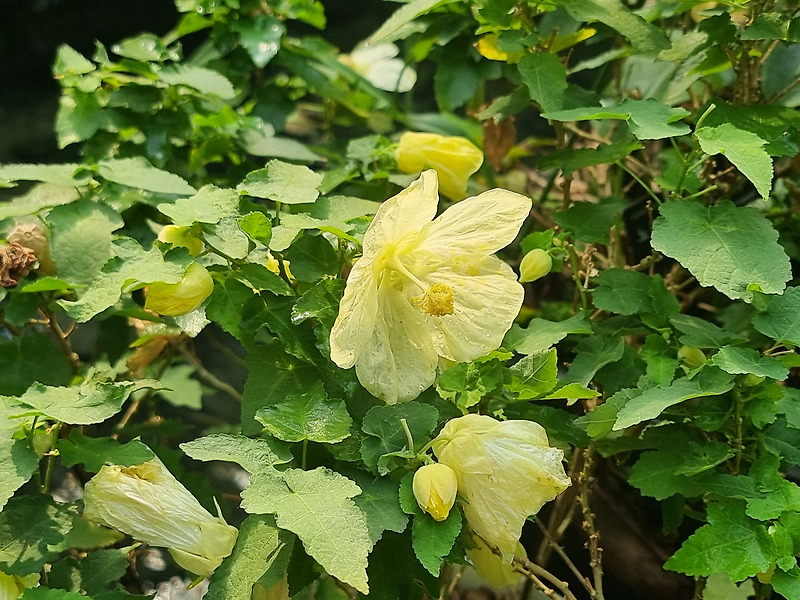 Abutilon × hybridum (20240314)