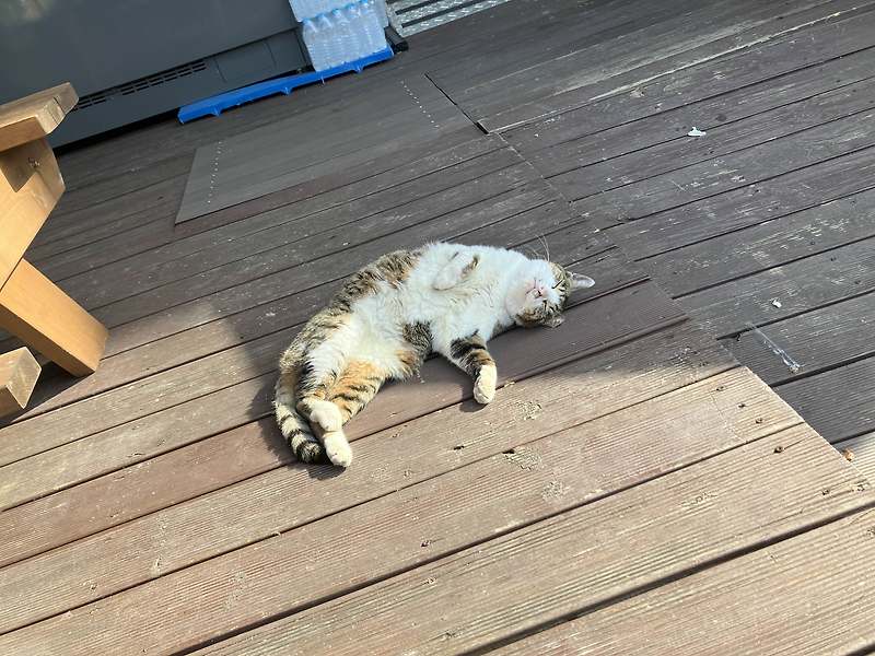 [오블완]귀여운 고양이 자랑