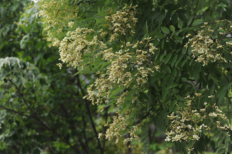 회화나무 Chinese scholar tree