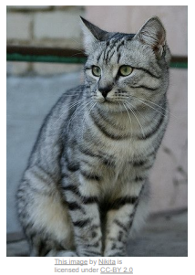 [CS231n] Lecture 2. Image Classification