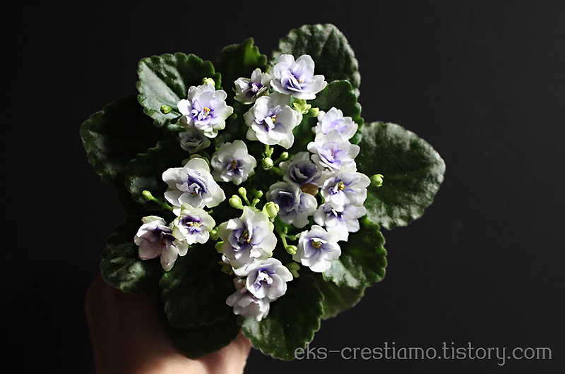 미니바이올렛 문스톤 (AfricanViolet Optimara Little Moonstone)