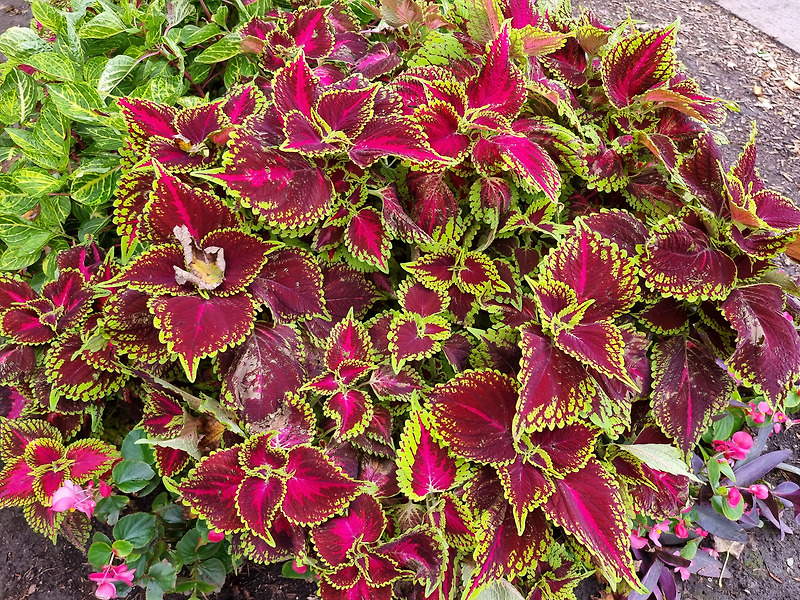 Coleus scutellarioides (20211006)