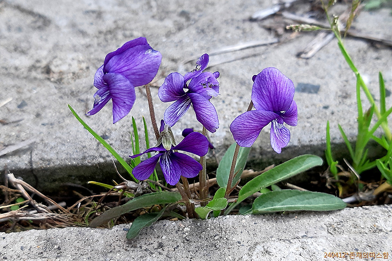 호제비꽃 Viola yedoensis