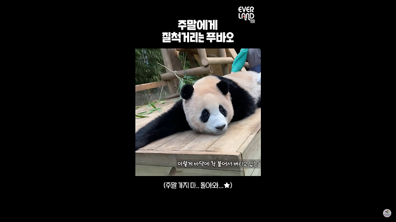 주말한테 질척이는 푸바오.gif│#Panda #Babypanda #Fubao