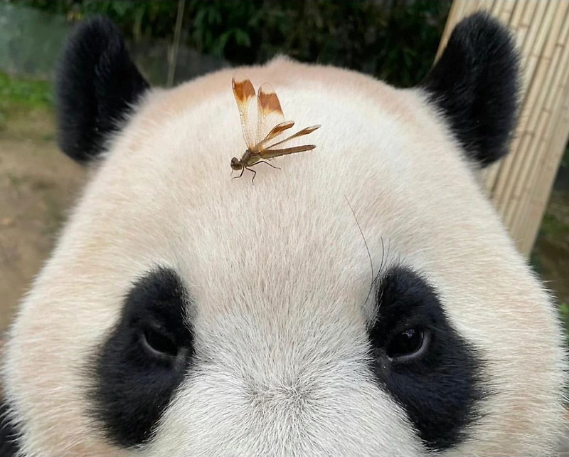 [Swift] array, set, dictionary and OOP