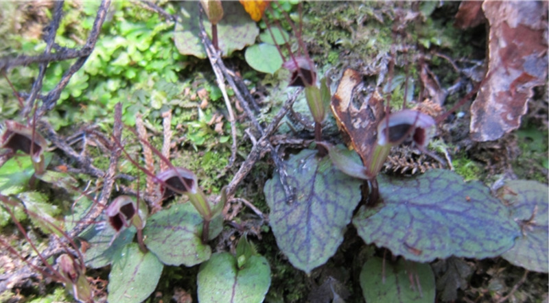 Corybas oblongus (Hook.f.) Rchb.f. 뉴질랜드 야생화