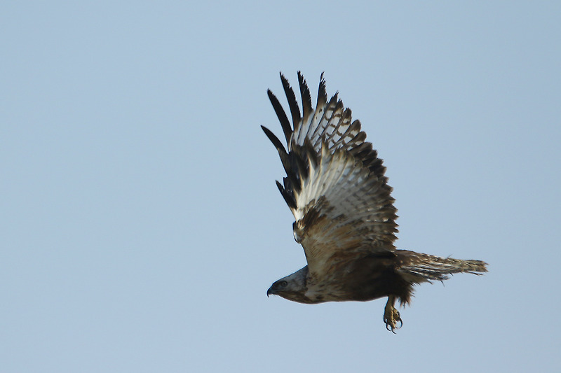 Upland Buzzard [큰말똥가리]