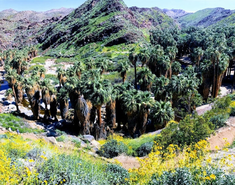 [미국여행] 미서부 팜스프링스 여행 / 인디언캐년