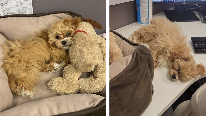 인형 친구에게 자신의 자리를 주고 책상에서 시원하게 자는 강아지