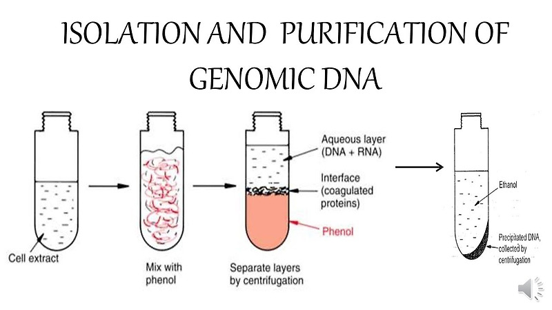 Recombinant DNA Technology - DNA ISOLATION AND PURIFICATION ...