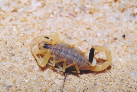 Leiurus속 신종, Leiurus ageyptiacus :: Korea Scorpiones dictionary