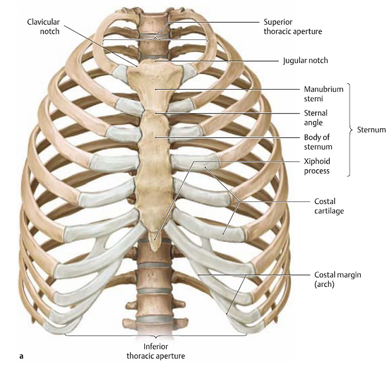 진늑골, 가늑골, 부유늑골 (true ribs, false ribs, floating ribs)