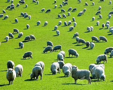 [ 1188 ] “Jesus and the Valley of the Sheepfold Encounter” – 11-25-24