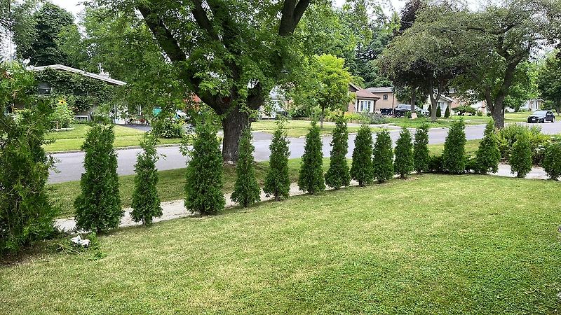 Cutting from Thuja Occidentalis Brandon Ceder