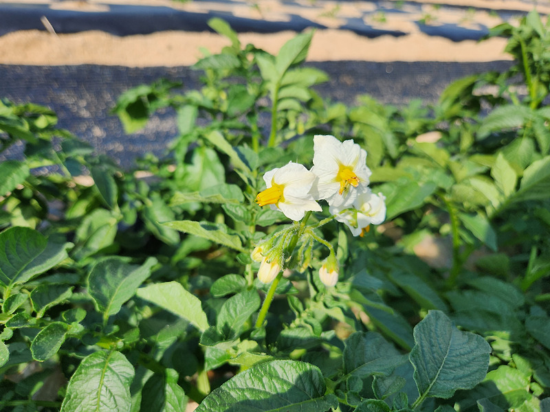 감자 꽃이 피었다.