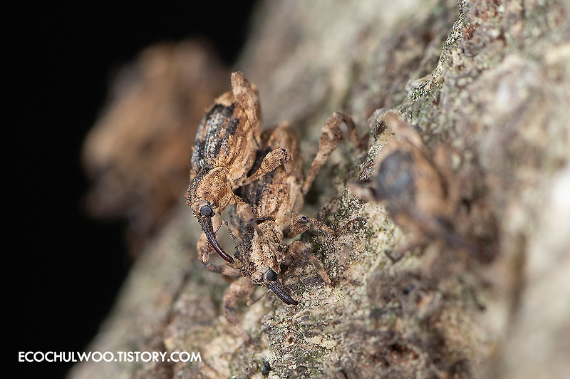 등나무고목바구미 Acicnemis palliata