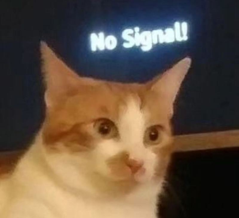 No Signal! Cat