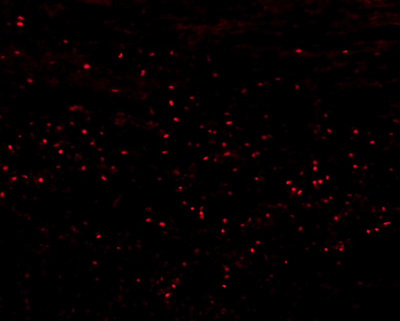 BrdU tissue staining. 231102