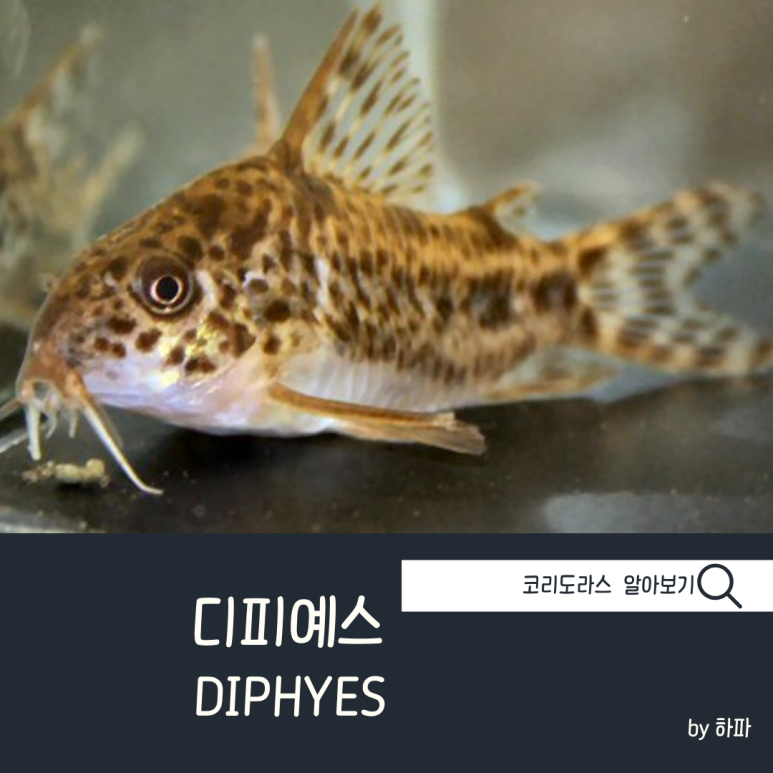 코리도라스 디피예스 Corydoras diphyes