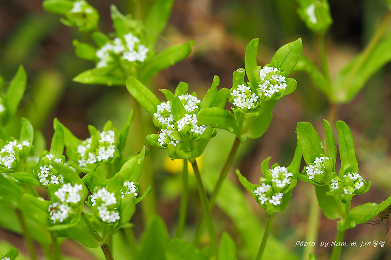 상치아재비(마타리과 상치아재비속) Valeriana locusta L.