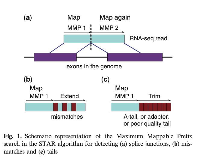 STAR 알고리즘 개념 - bioinformatics
