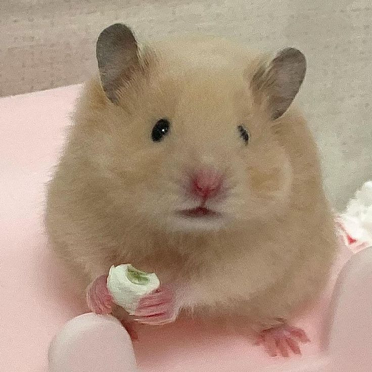 [python] 백준 14425번 - 문자열 집합(파이썬