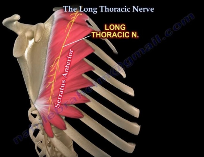 Major Muscles Causing Winged Scapula: Useful Information to Know!