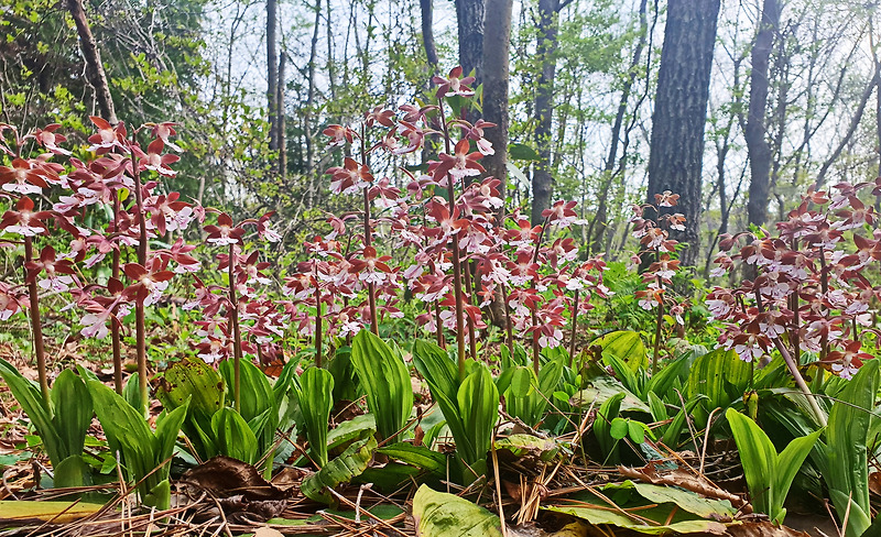 숲속의 새우난초