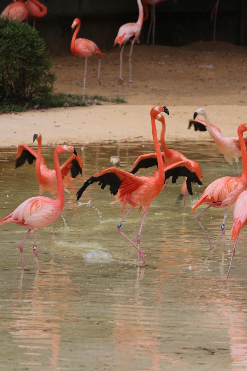 무료사진 홍학 조류 플라밍고 새 Free Photo Bird Flamingo 紅鶴