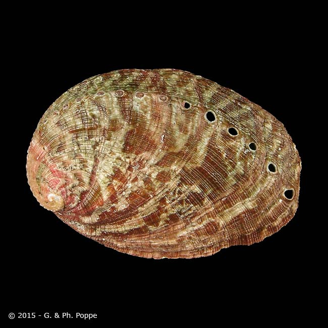 1.Haliotis tuberculata tuberculata