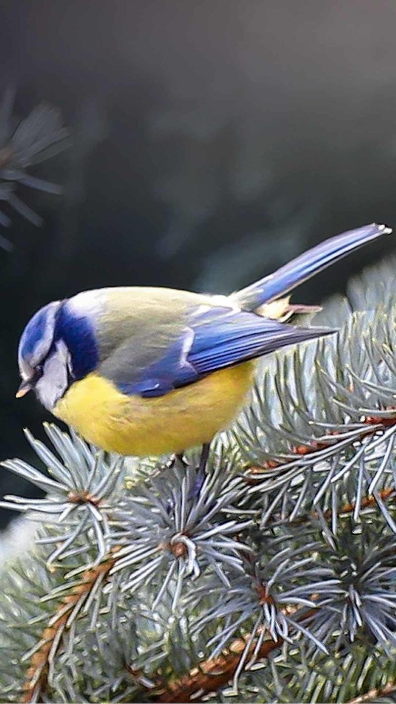 Small bird wallpaper