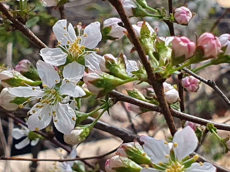 이스라지 꽃(Korean bush cherry )