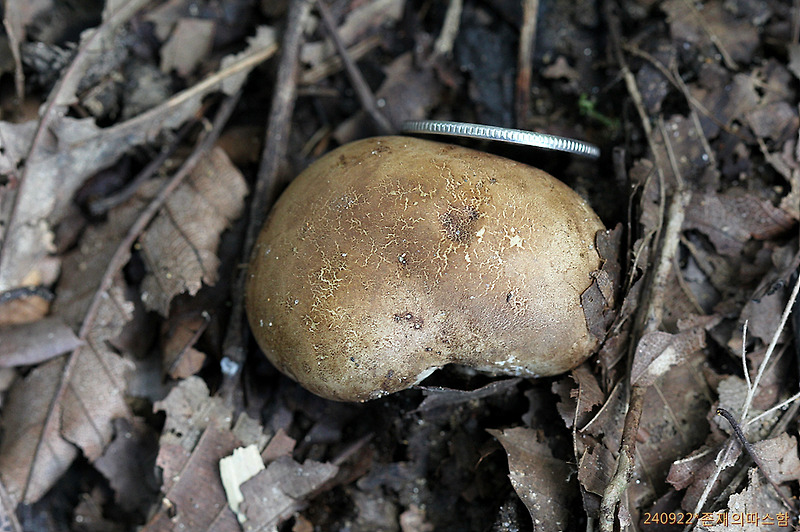 양파어리알버섯 Scleroderma cepa