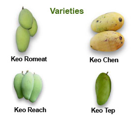 캄보디아 망고 2020 (품질, 생산, 주요 품종)