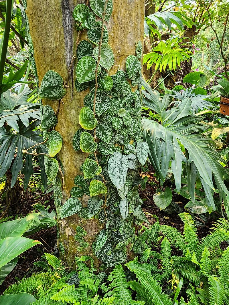 Scindapsus pictus