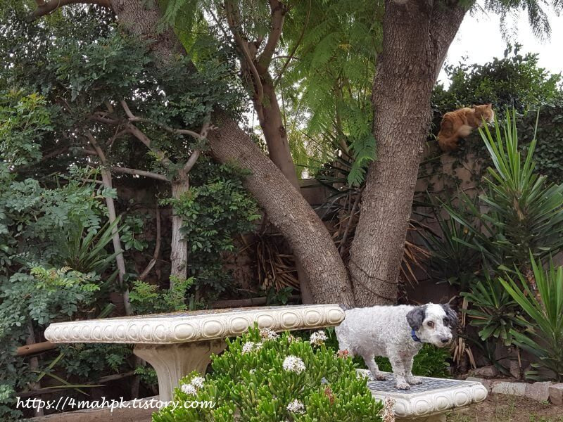 자카란다위 새집