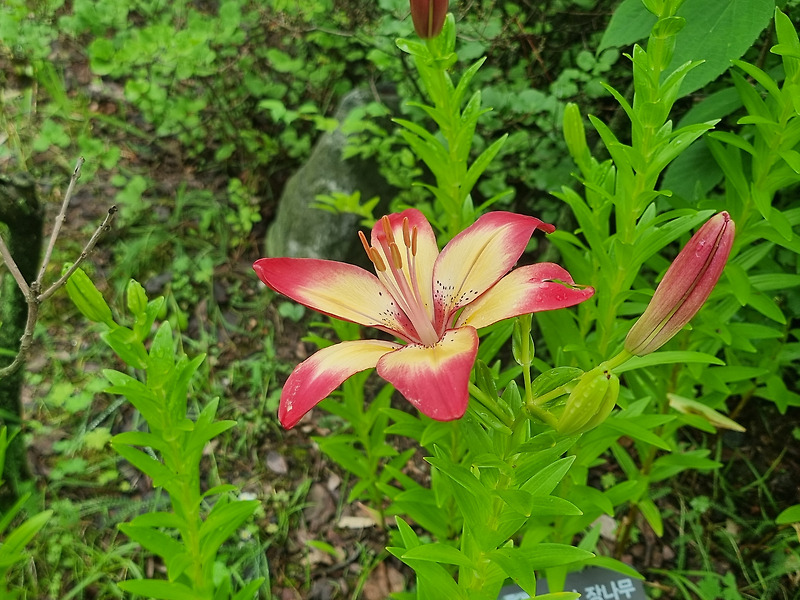 Lilium 'Heartstrings'(20250621)