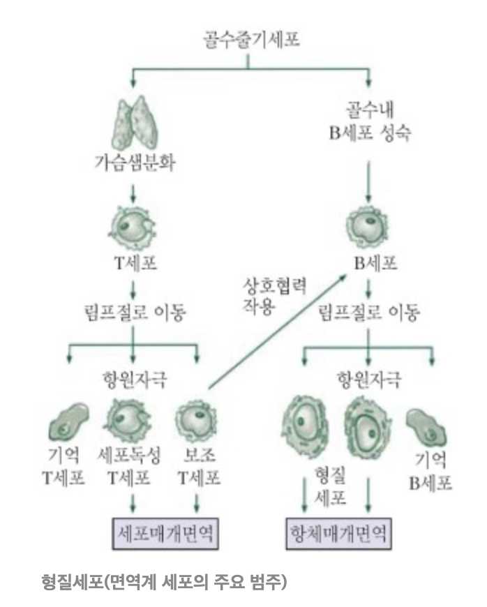 형질세포(plasma cell)