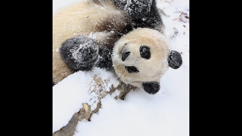 설탕 뿌린 누룽지 푸바오.gif│#Panda #Babypanda #Fubao