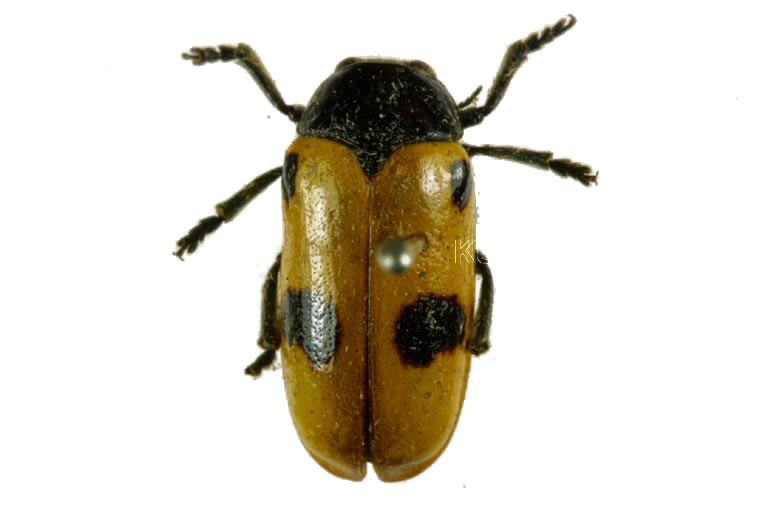 [곤충도감] 넉점박이큰가슴잎벌레