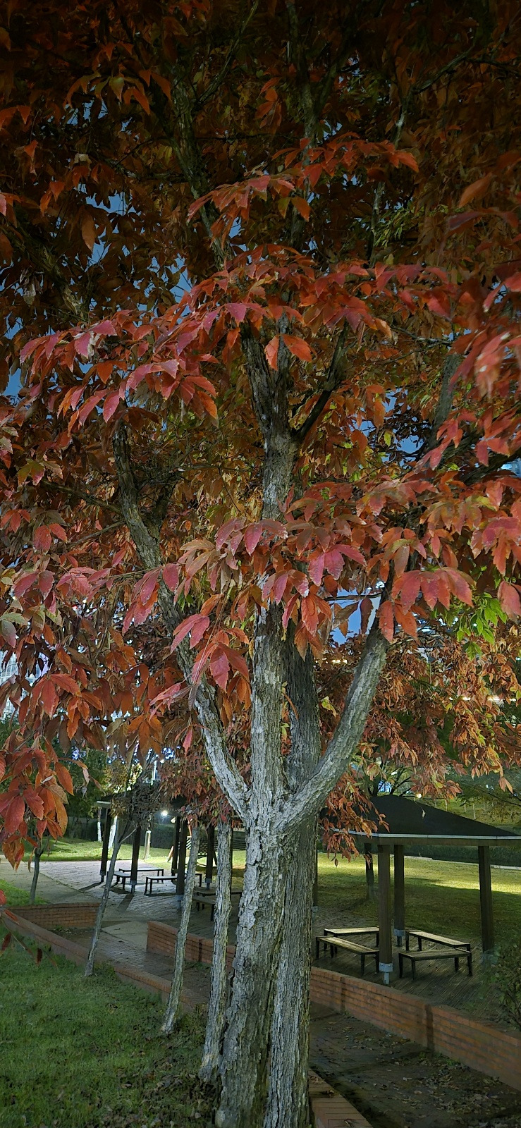[ 복자기나무 ] 가을철 세갈래 붉은 단풍이 아름다운 나무