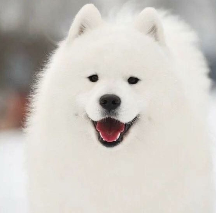 눈에 나라에서 온 친구 사모예드(samoyed)