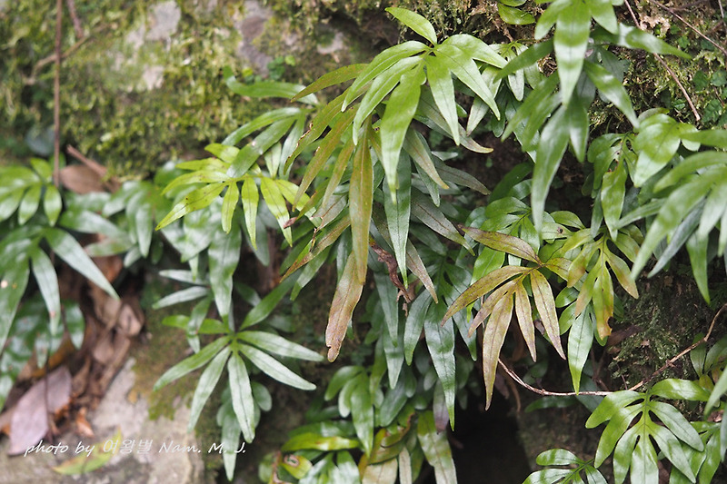 손고비(고란초과 손고비속) Leptochilus ellipticus (Thunb.) Noot.