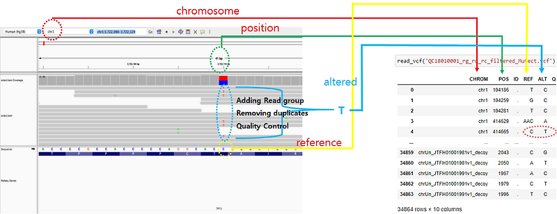 [유전체] Alignment Variant Calling (Fasta -> VCF)
