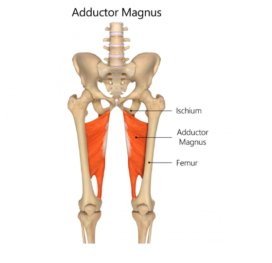 Adductor magnus