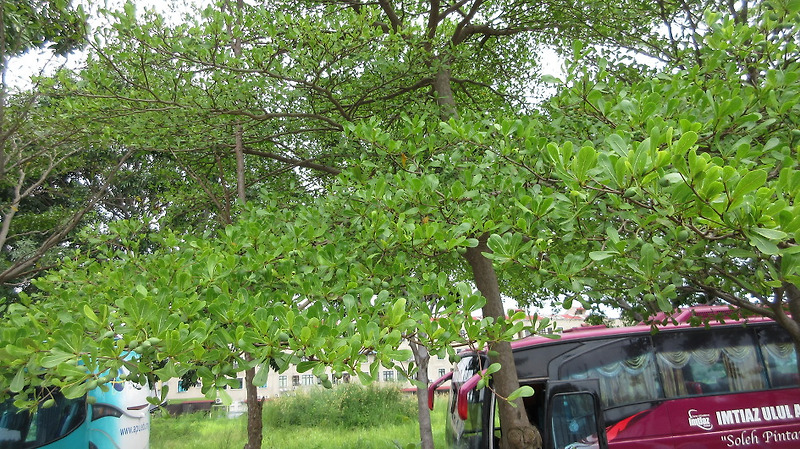 Bucida molinetii (Combretaceae 사군자과)