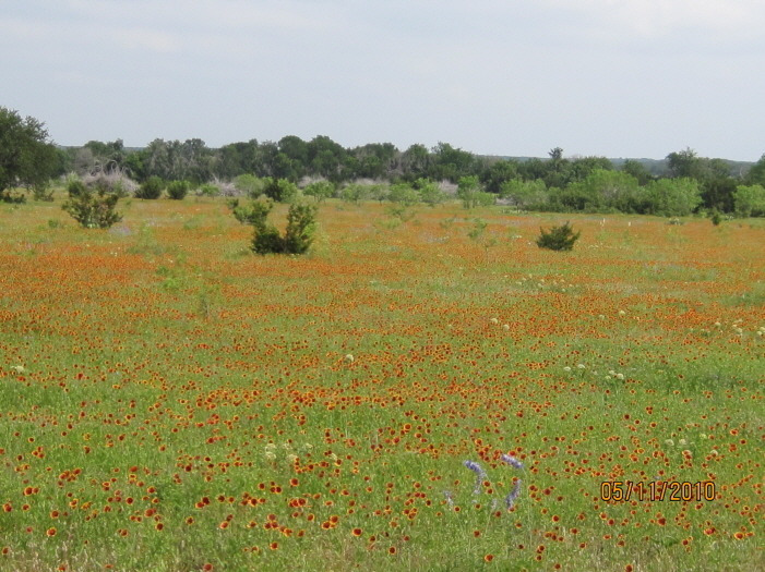 Green Grass Of Texas - Billy Vaughn